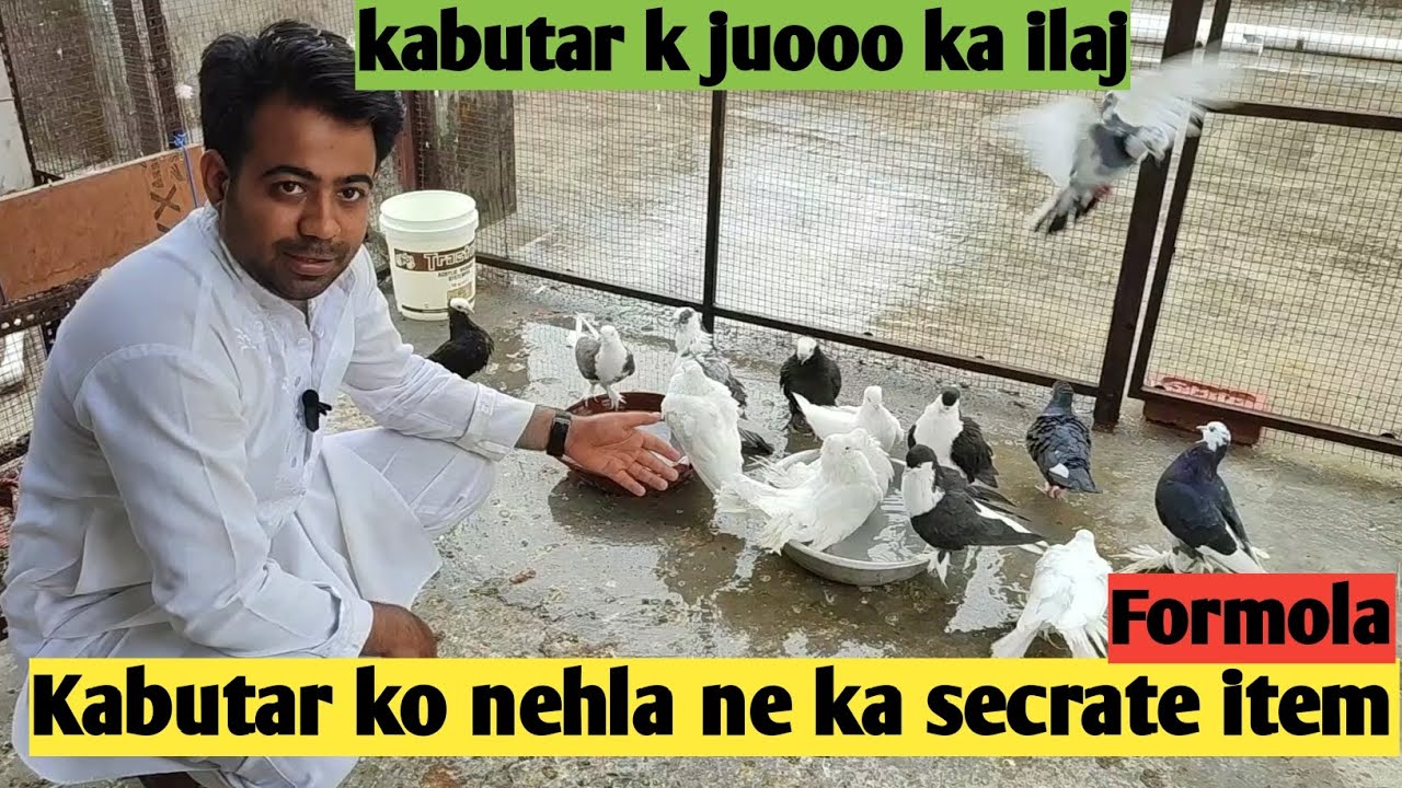 Kabutar k juoo ka ilaj | kabutar ko nehla ne ka secrate item | formola ...