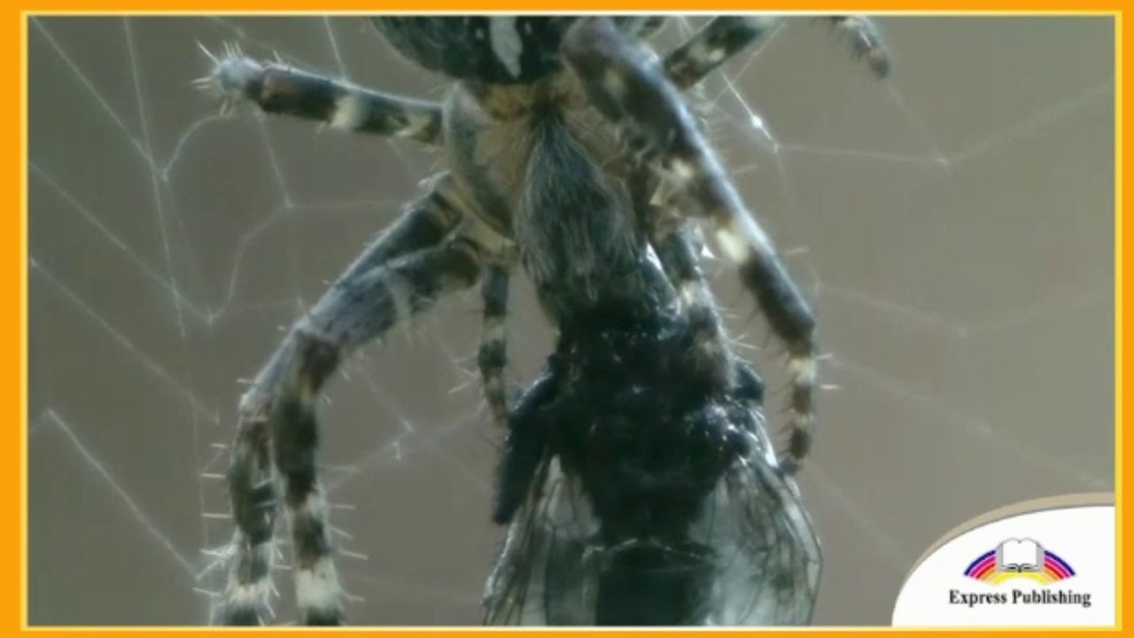 Aspect 10. Module 5(a). Spiders.p. 62 - YouTube
