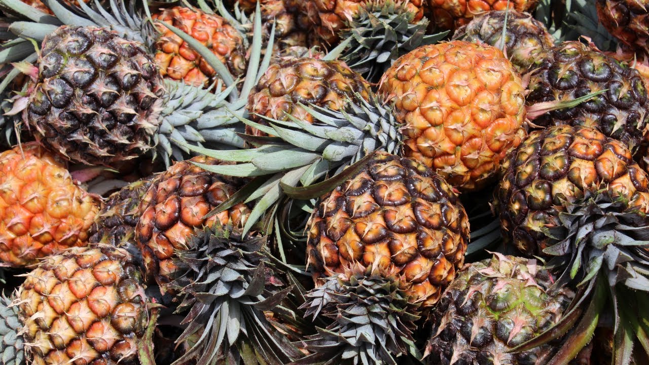 Cómo se Cosecha la Piña - YouTube