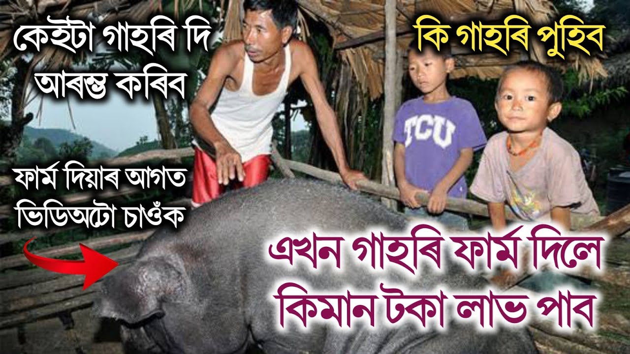 How to Start a Pig Farm in India || Assam Pig Farming || Pig Farm in ...