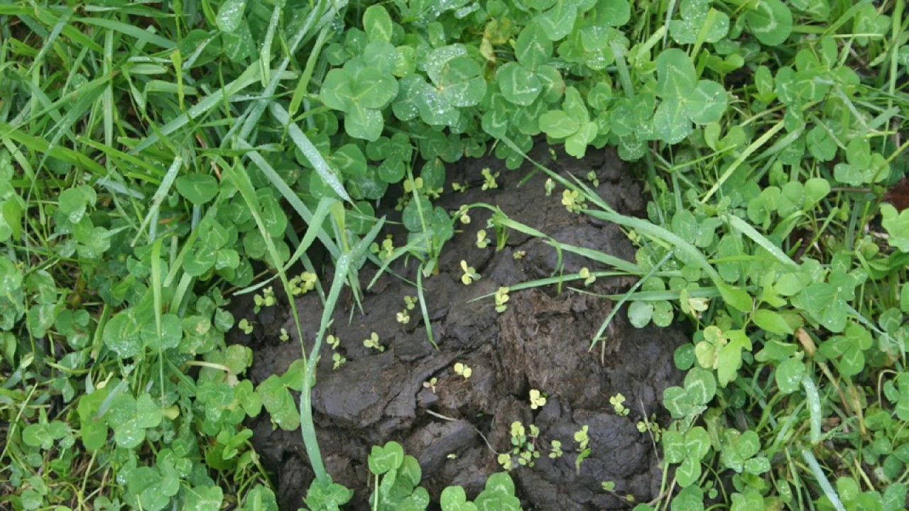 Seeding and Seeds - Ranching - Grazing and Farming - YouTube