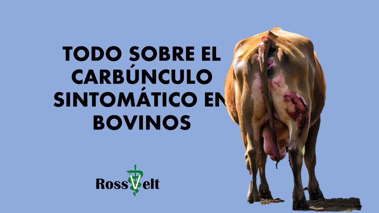 carbunco sintomatico en bovinos ( fisiopatologia, signos, sintomas y ...