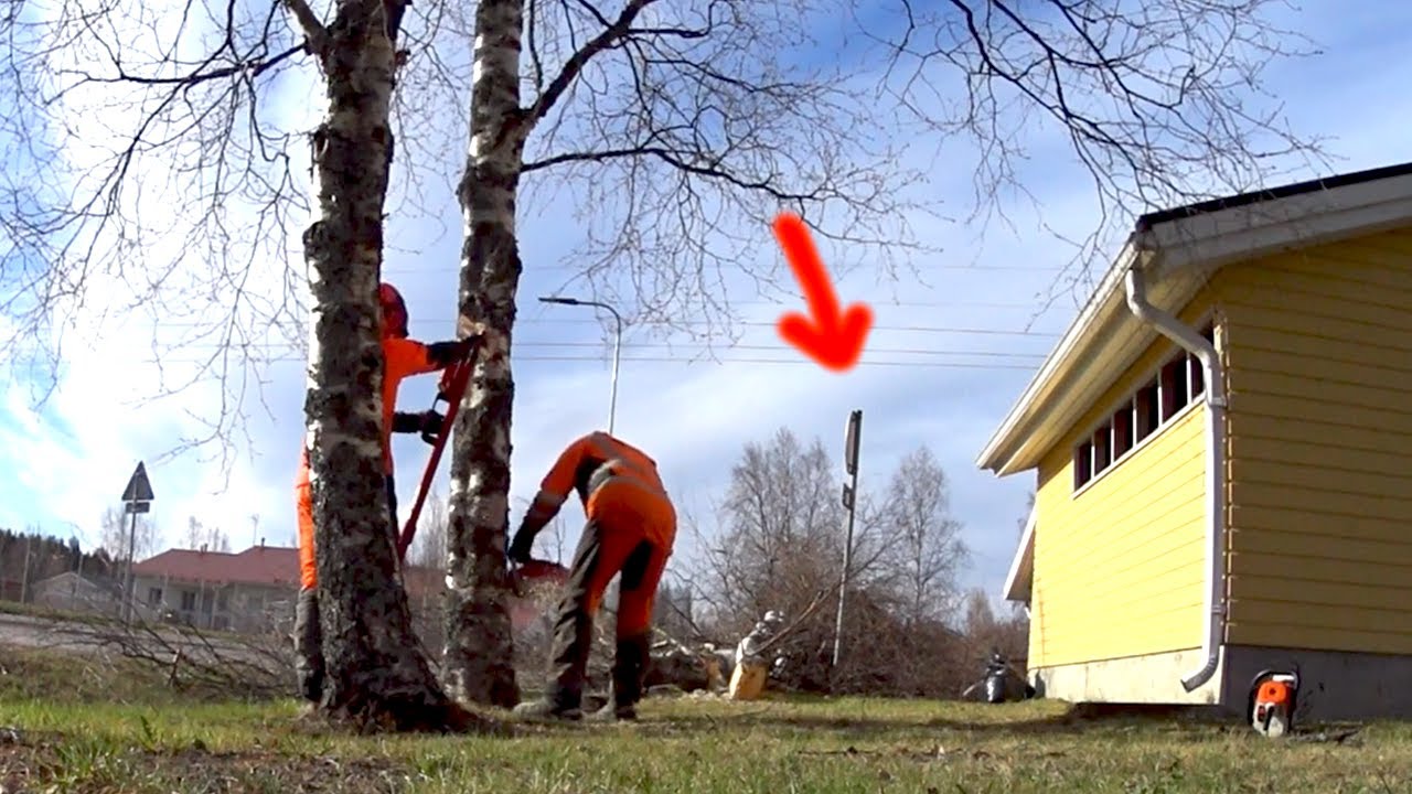 Don't Hit the Road Sign With Falling Tree - Don't Hit It! - YouTube