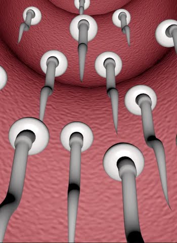 Human Reproduction (3D Animation) - YouTube