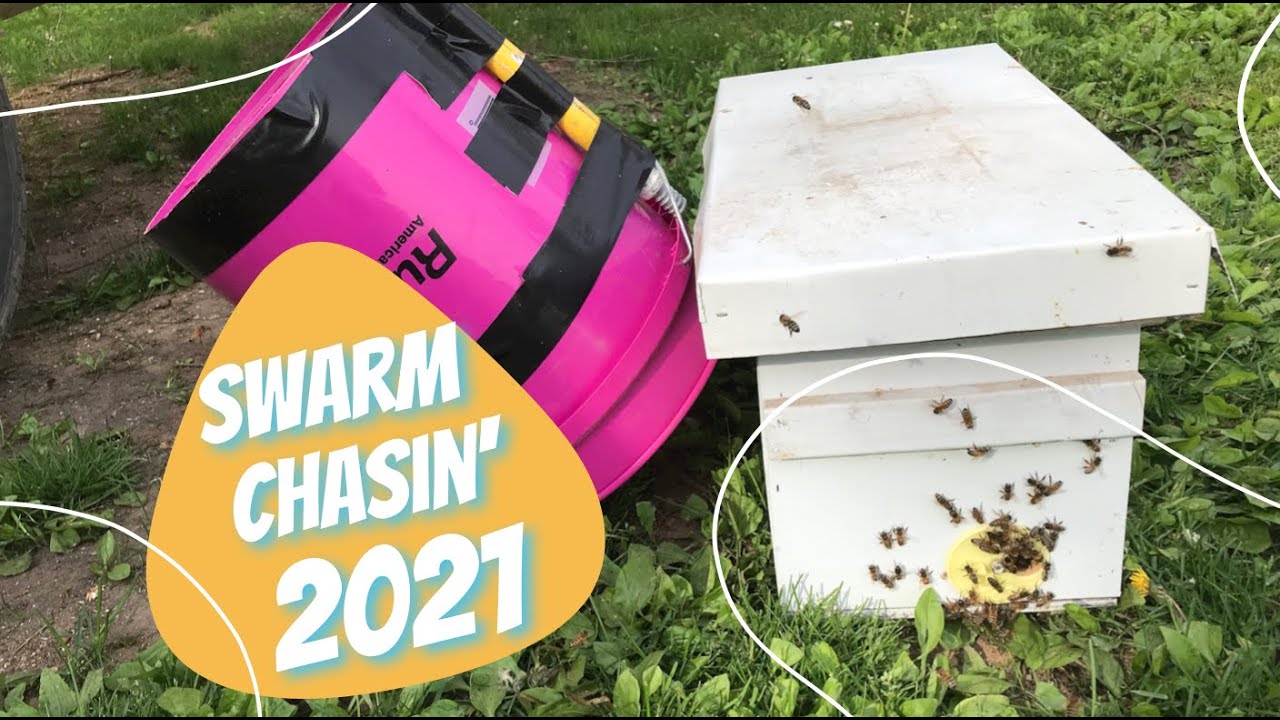 Swarm chasing 2021 first swarm of this season - YouTube