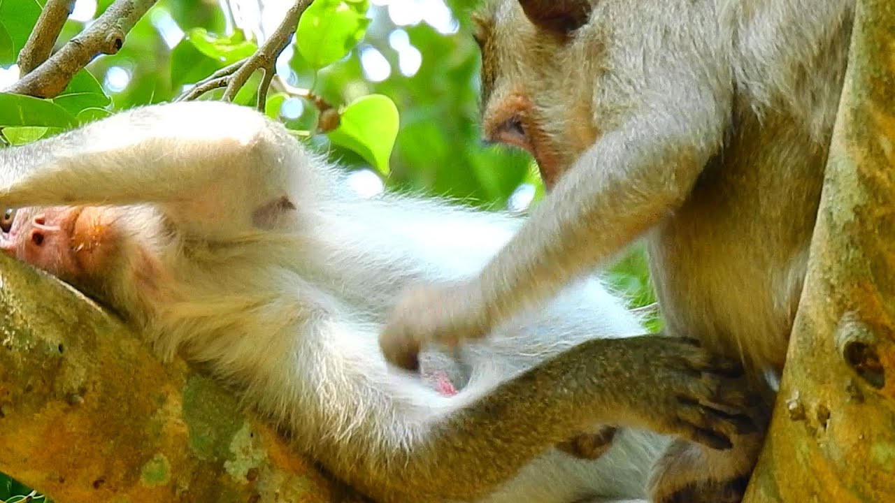 Amazing! Jane milk was so sweet anyone needs to drink her milk and they ...