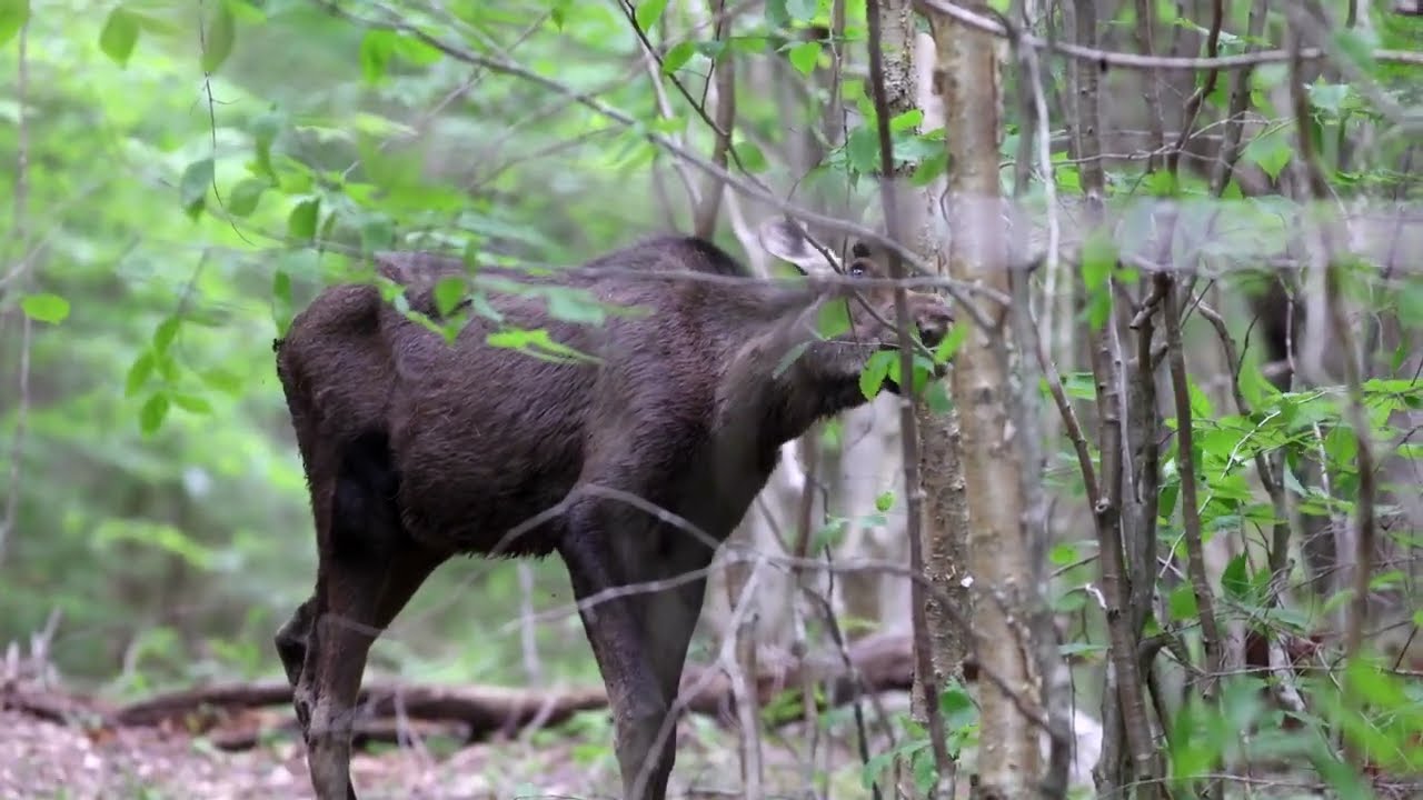 Moose with brain worm - YouTube