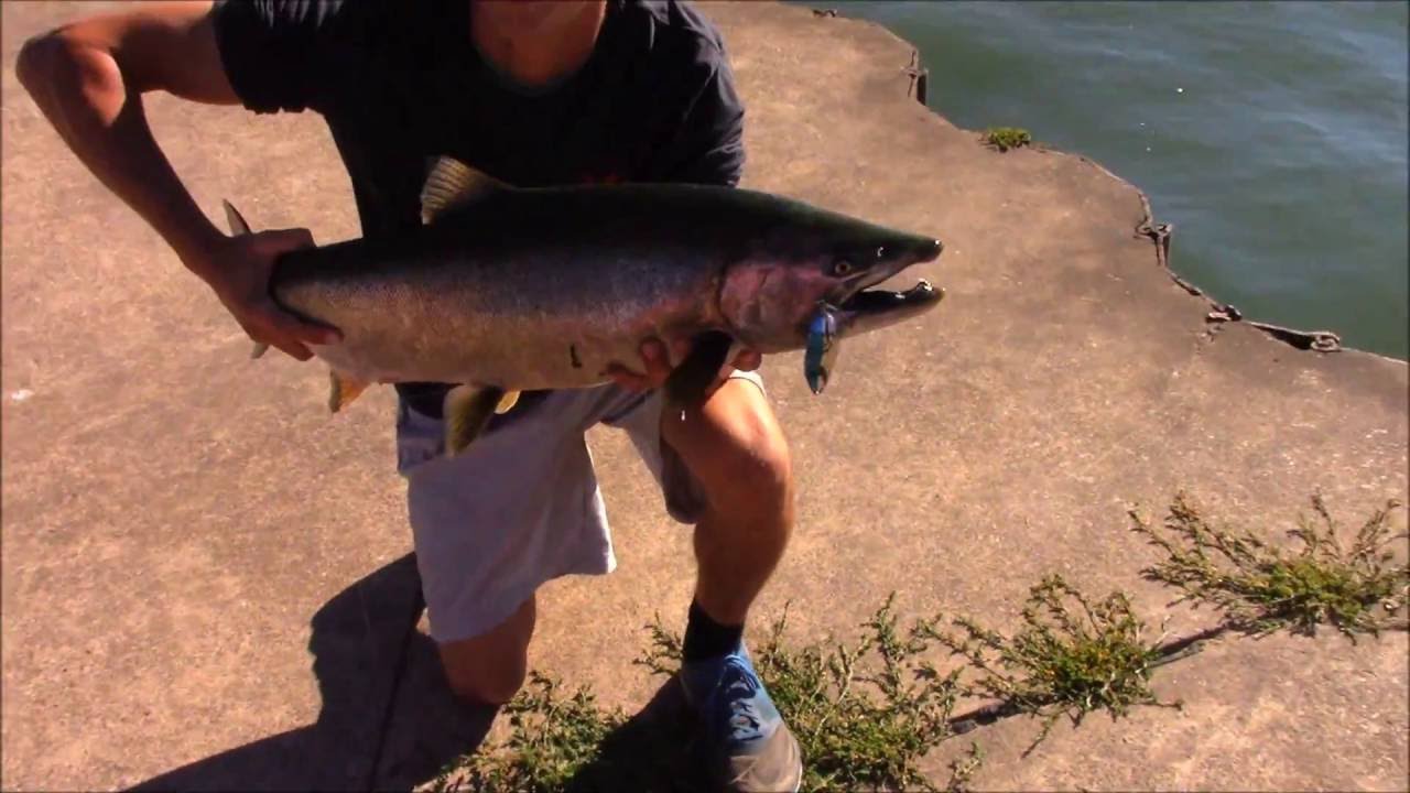 OLCOTT PIER CHINOOK SALMON 2016 - YouTube