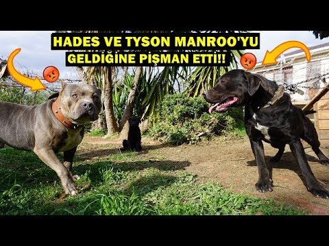 AMERİCAN BULLY MANRO BİZE MİSAFİR OLARAK GELİNCE ORTALIK KARIŞTI!!