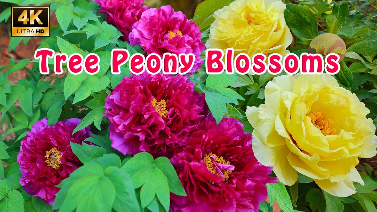 Tree Peony Blossoms | SPRING OF DECEPTION | Music | 4K - YouTube