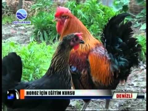 DENİZLİ'DE HOROZ İÇİN EĞİTİM KURSU. - YouTube