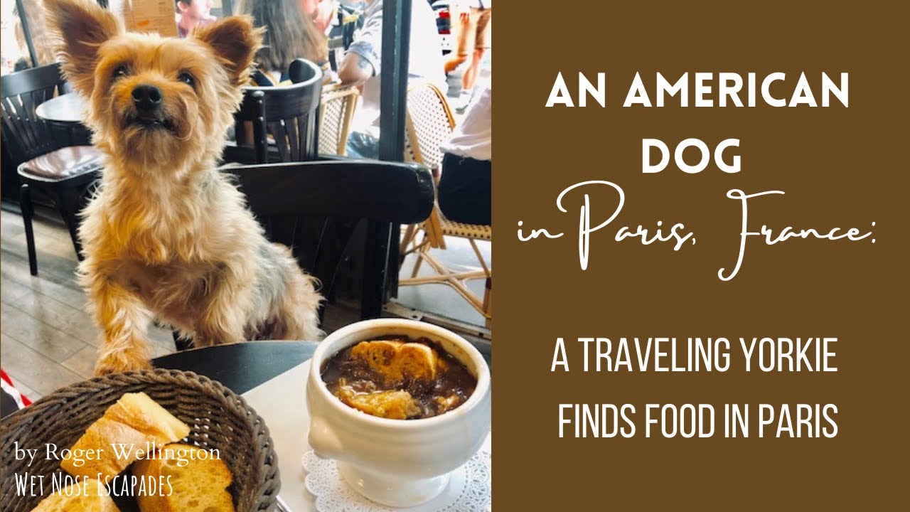 A Traveling Yorkie finds food in Paris, France - YouTube