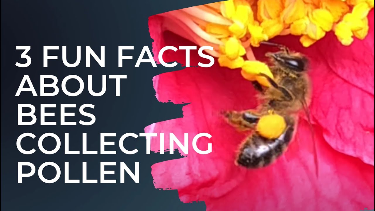 3 fun facts about bees collecting pollen (for kids!) - YouTube