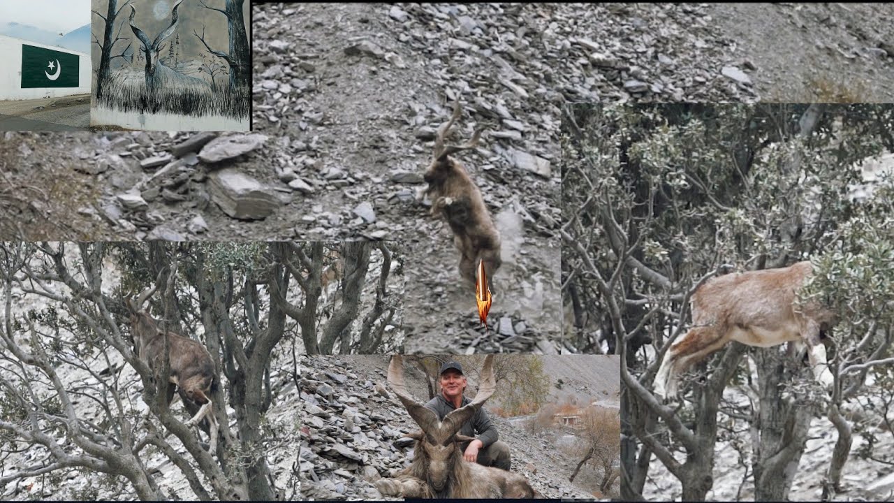 Ibex || Markhor hunting in pakistan || Hunting in chitral || Markhor ...