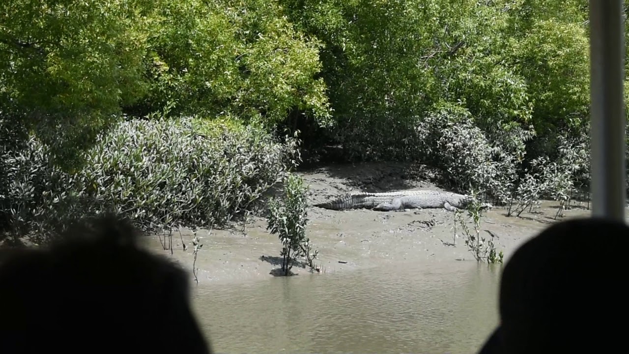 5m Boss Croc in Proserpine River - YouTube