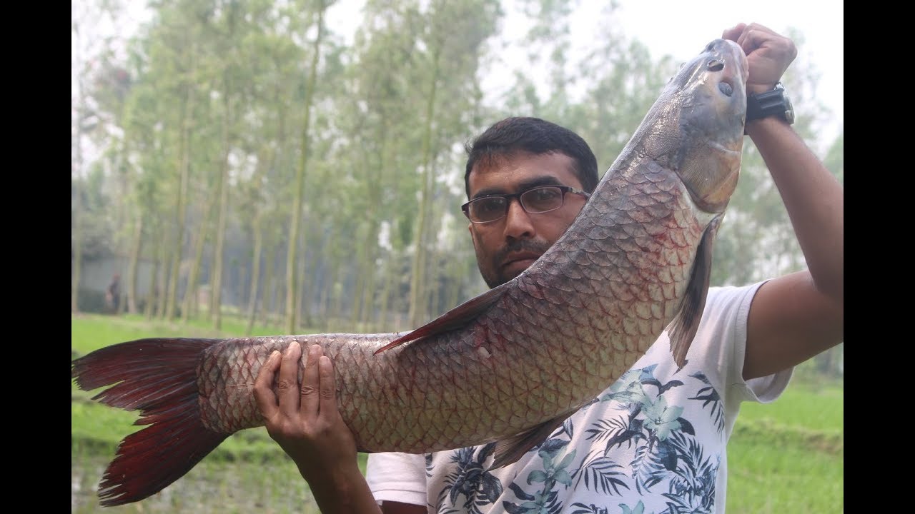 10 kg big fish curry and farm fresh potato | Village food recipe ...