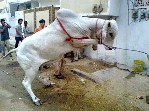 Dangerous Cow Qurbani | Angry Cow Run Away During Qurbani | Most ...
