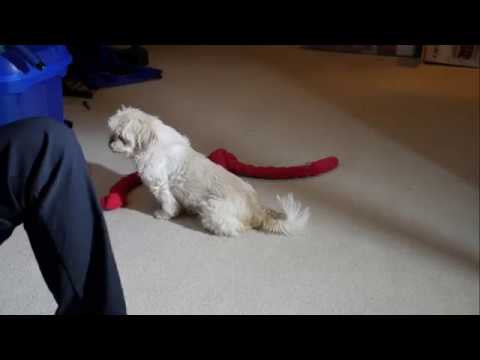 The Pilates Dog - YouTube