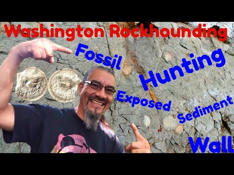 Fossil Hunting Exposed Sediment Wall - Southwestern Washington ...