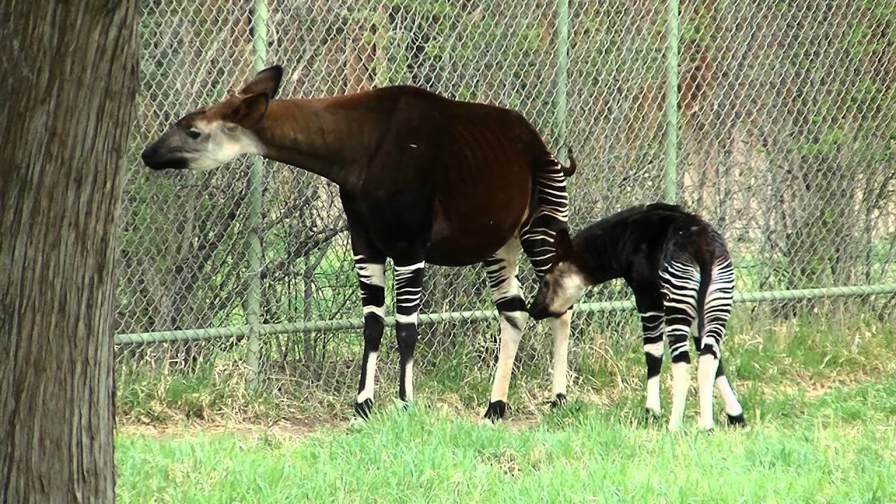 Baby Okapi And Mom - YouTube