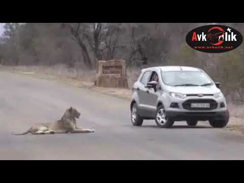 Aslanlar yolu kapatıp yatmışlar :)