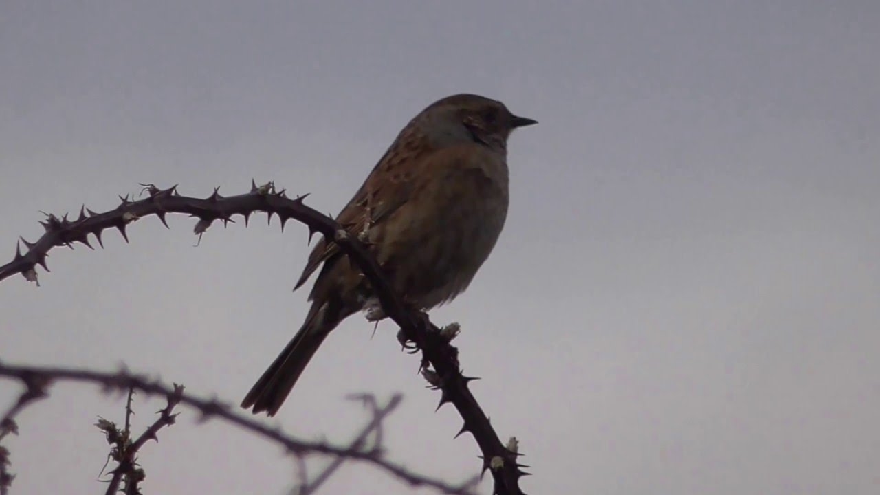 Dunnock Singing - YouTube