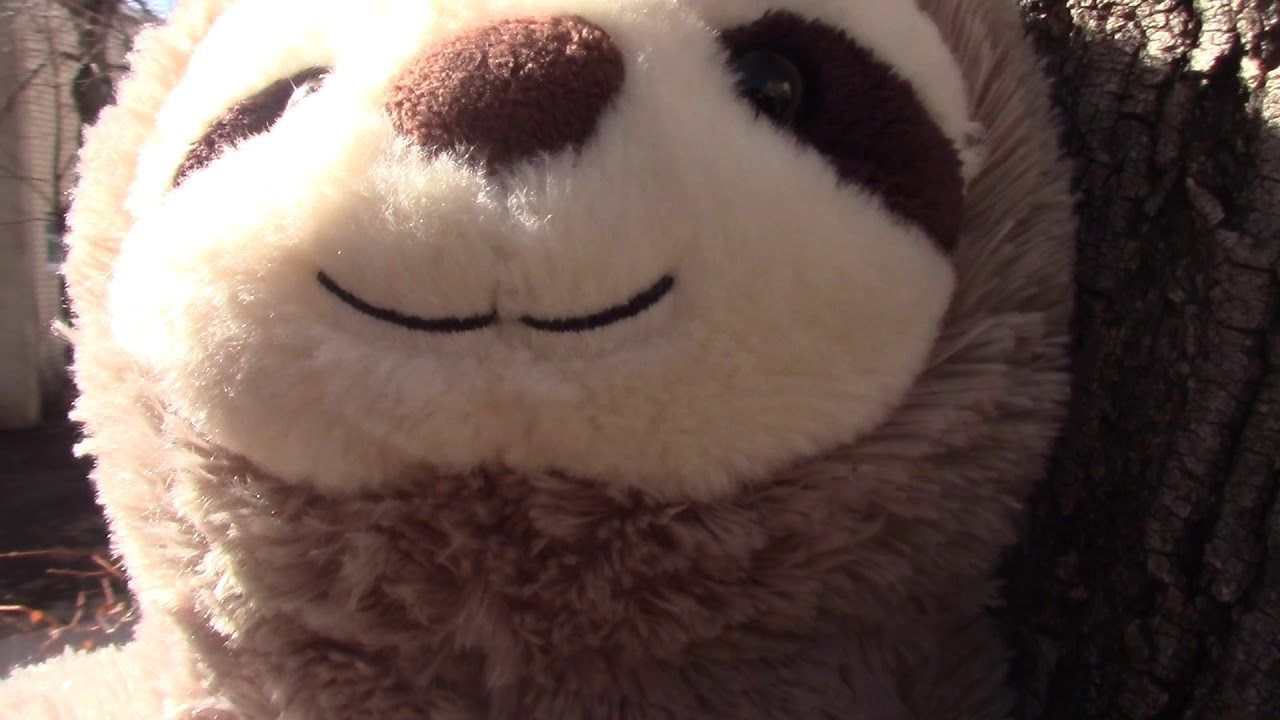 Kate's Sloth Video - YouTube