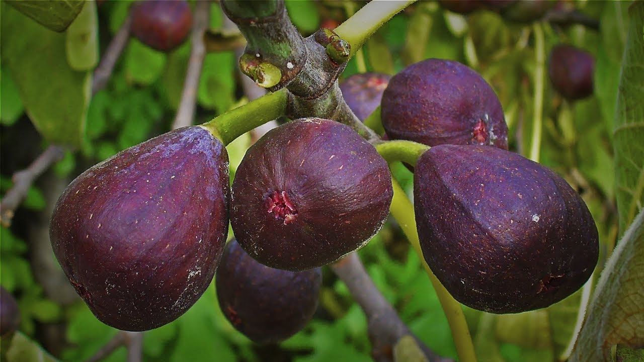 Producción de Higo Ep2 Cap 233 - YouTube