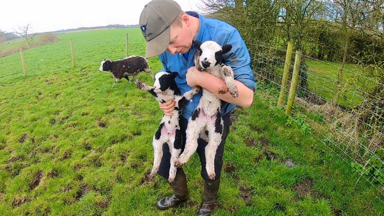 BEST TIME OF THE YEAR ON THE FARM !! **SHEEP GETTING STUCK** - YouTube