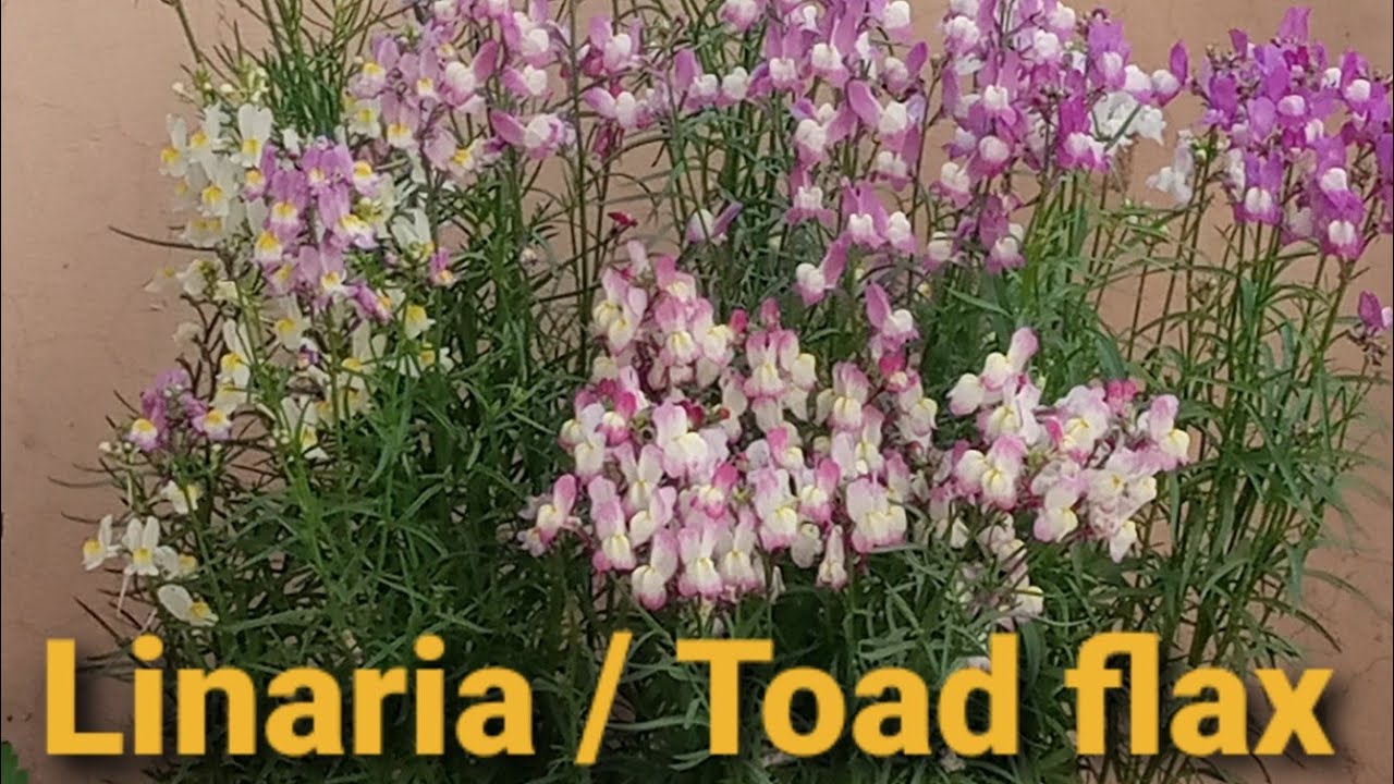 How to grow and care Linaria/ Toad flax / baby snapdragon - YouTube