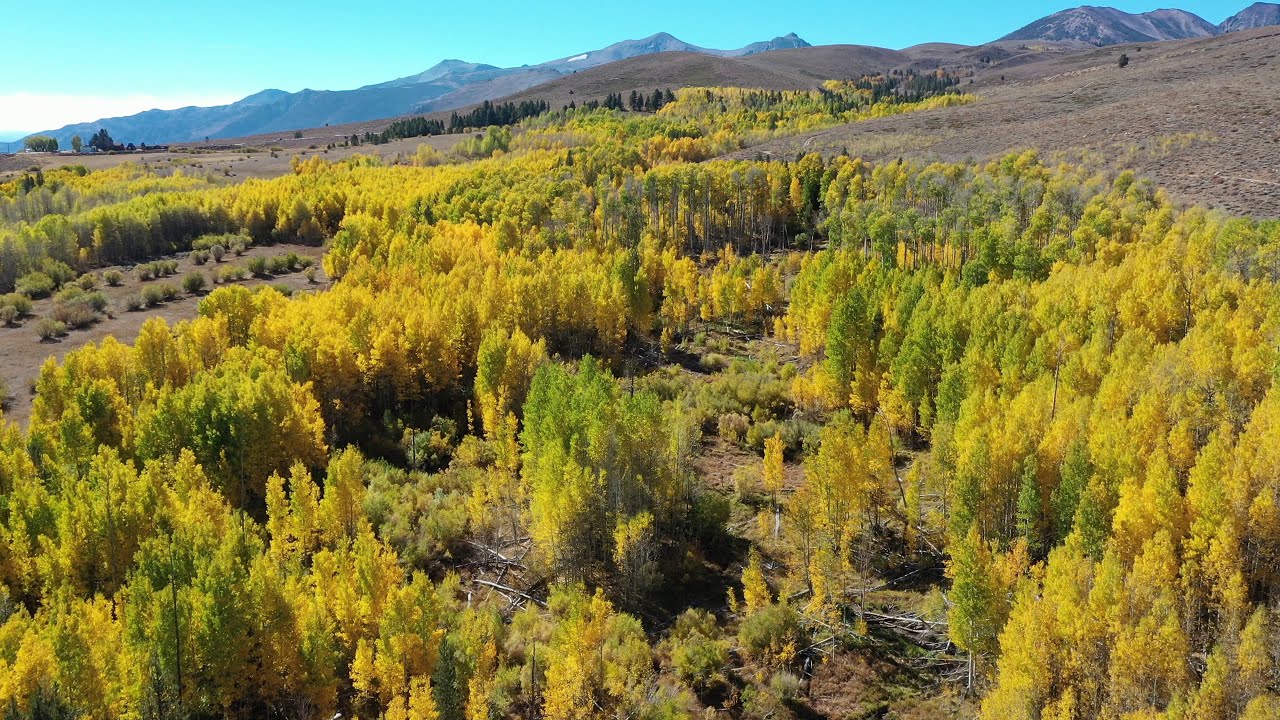 Conway Pass California Mono County Fall Colors Autumn Foliage DJI Mavic ...