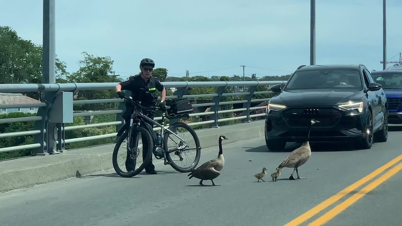 VicPD officer escorts Canada geese, goslings across Bay Street Bridge ...