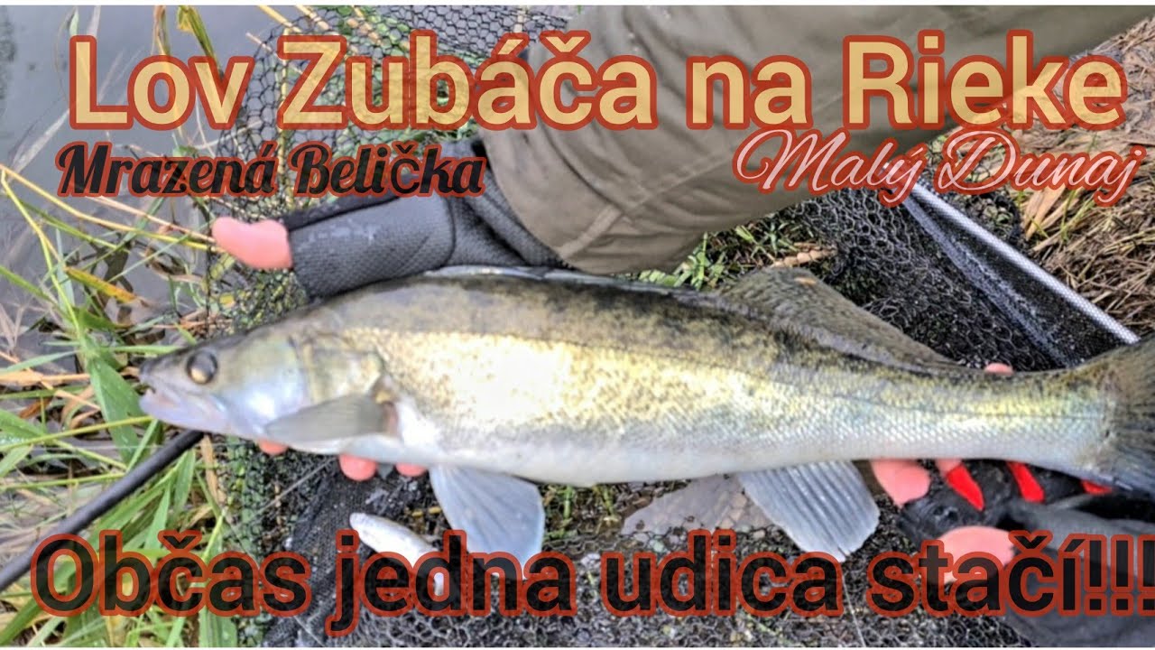 Lov Zubáča na Rieke/Lov Zubáča na rybku/Lov Candáta na rybku/Jedna ...