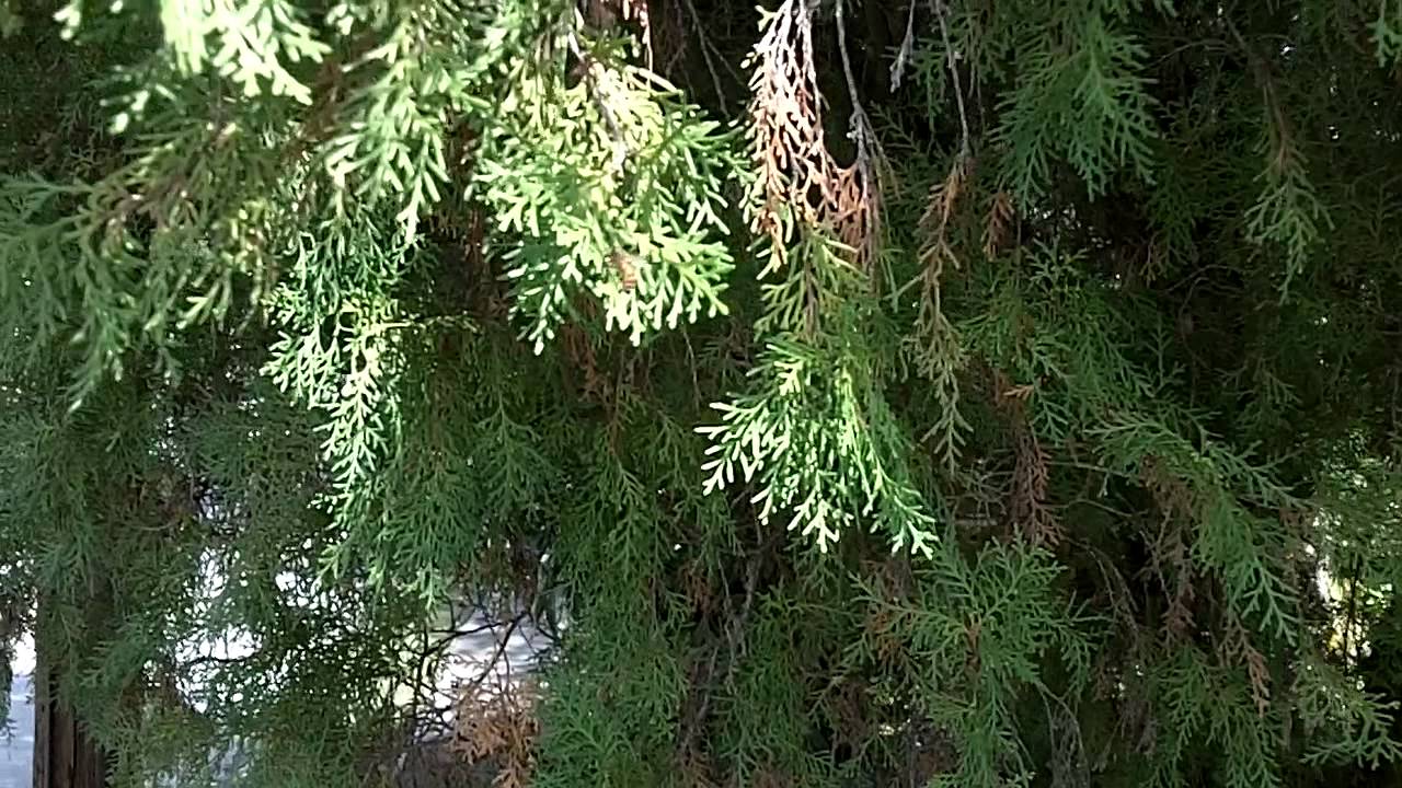 Honey Bees on Clearwater, Florida Cedar Tree - YouTube