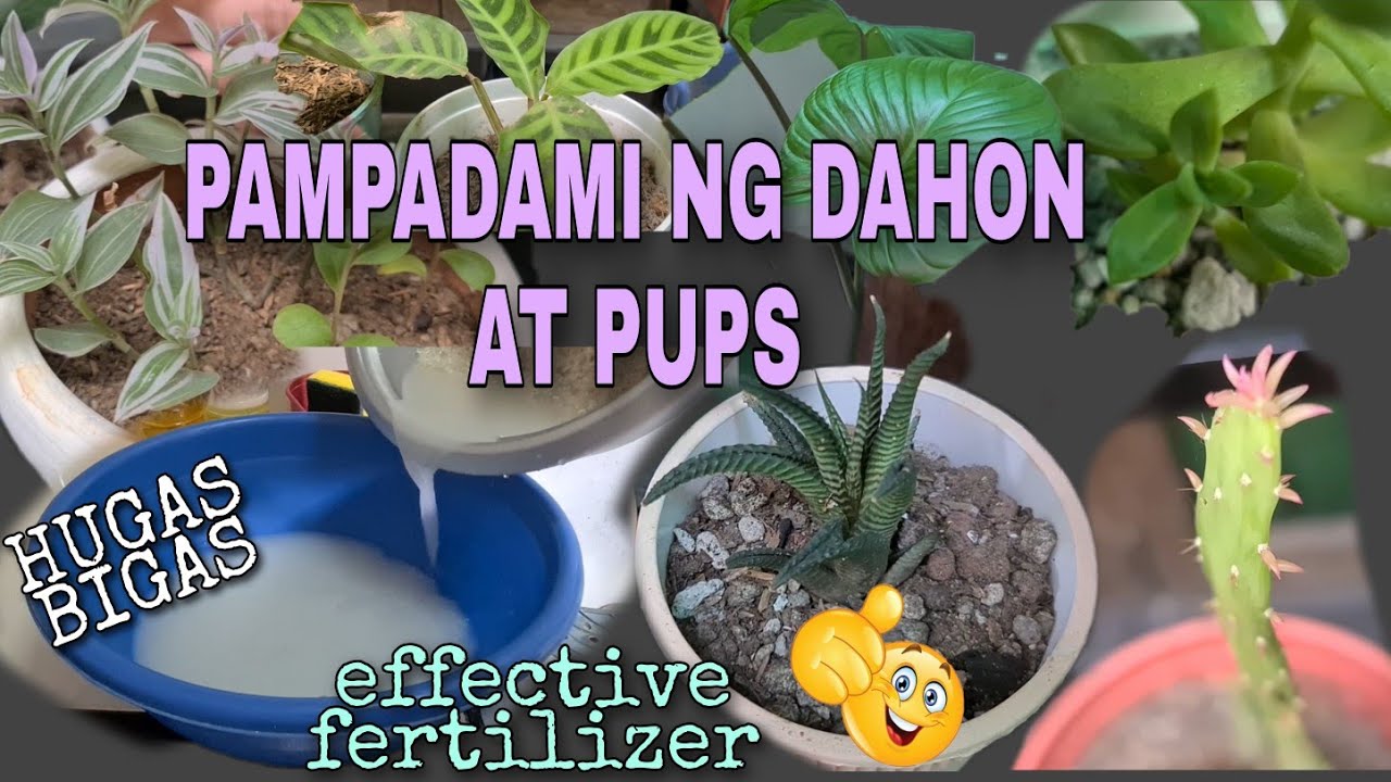 HUGAS BIGAS / RICE WATER EFFECTIVE ORGANIC FERTILIZER || PAMPADAMI NG ...