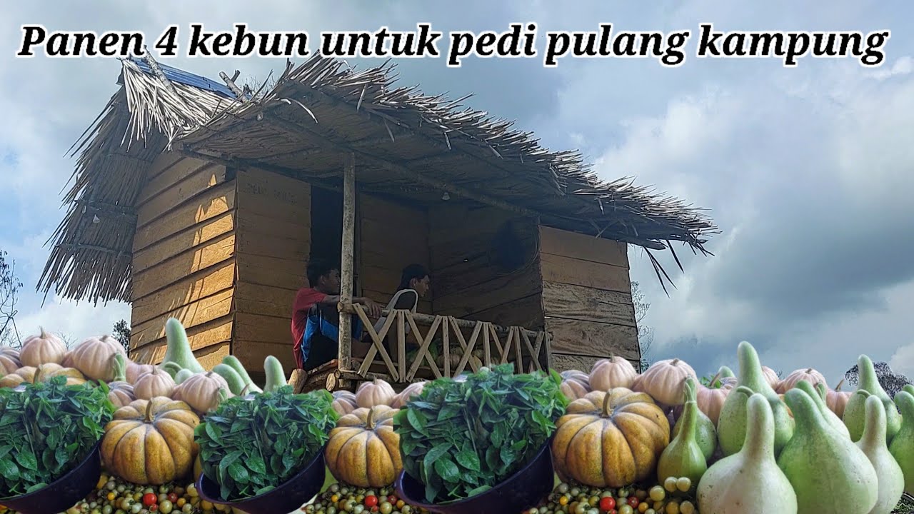 PANEN 4 KEBUN DI BANTU BANG BAHOK UNTUK PEDI PULANG KAMPUNG - YouTube