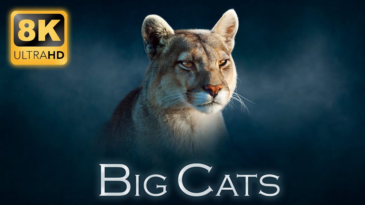 BIG CATS in 8K Video HDR - Wild Animals Collection in 8K Ultra HD - YouTube