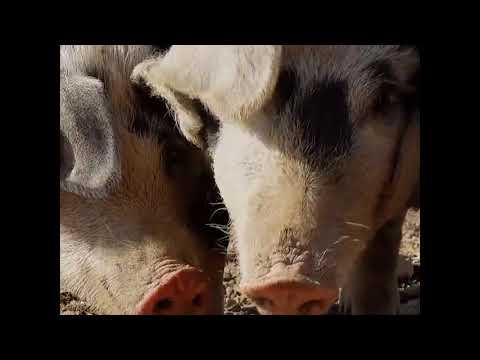 Gerçek Domuz Sesi | DOMUZ SESİ | PIG VOICE | голос свиньи |  Schweinestimme