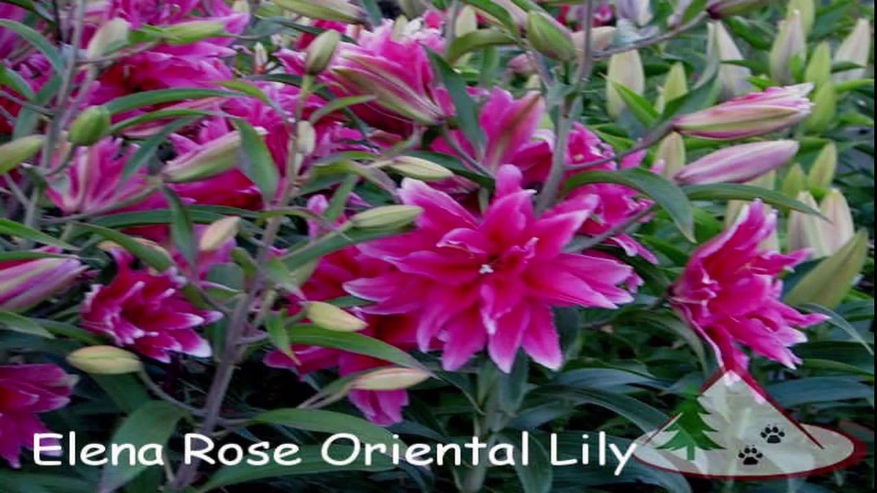 New Double Oriental Lilies - YouTube
