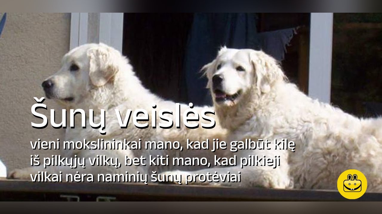 Šunų veislės - YouTube