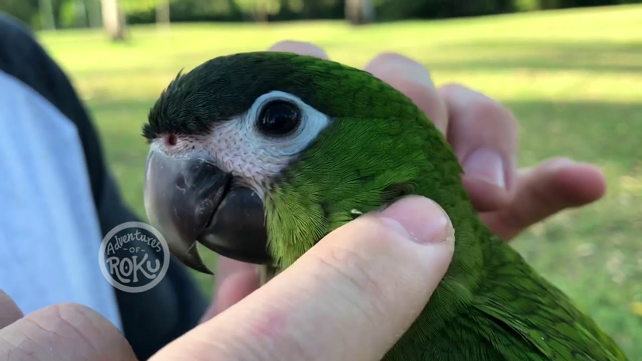 Pabu’s Happy Tree 1_3 - YouTube