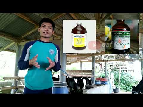 cara mengobati sapi mencret