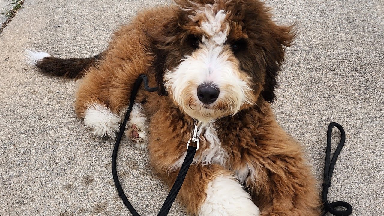 Annie 6mo Bernedoodle | Best Corpus Christi Dog Trainers - YouTube