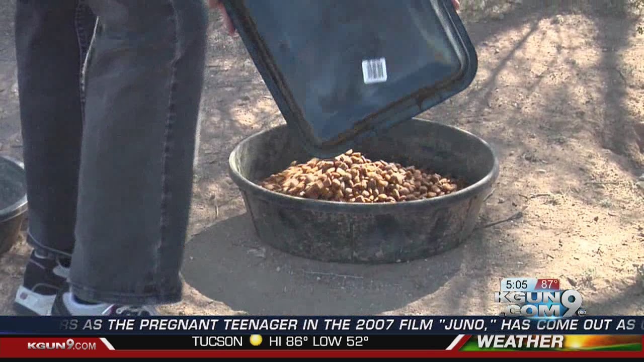 Charity dedicates its time to helping animals in Dogpatch - YouTube