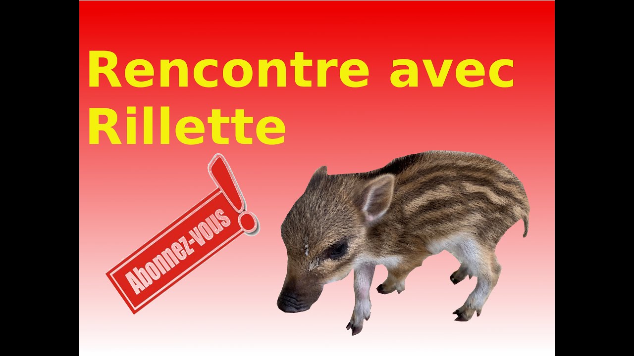 Rencontre avec Rillette. ( Marcassin / Sanglier ) - YouTube