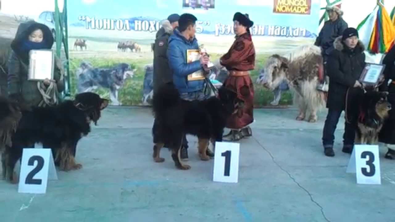mongol banhar 2015 - YouTube
