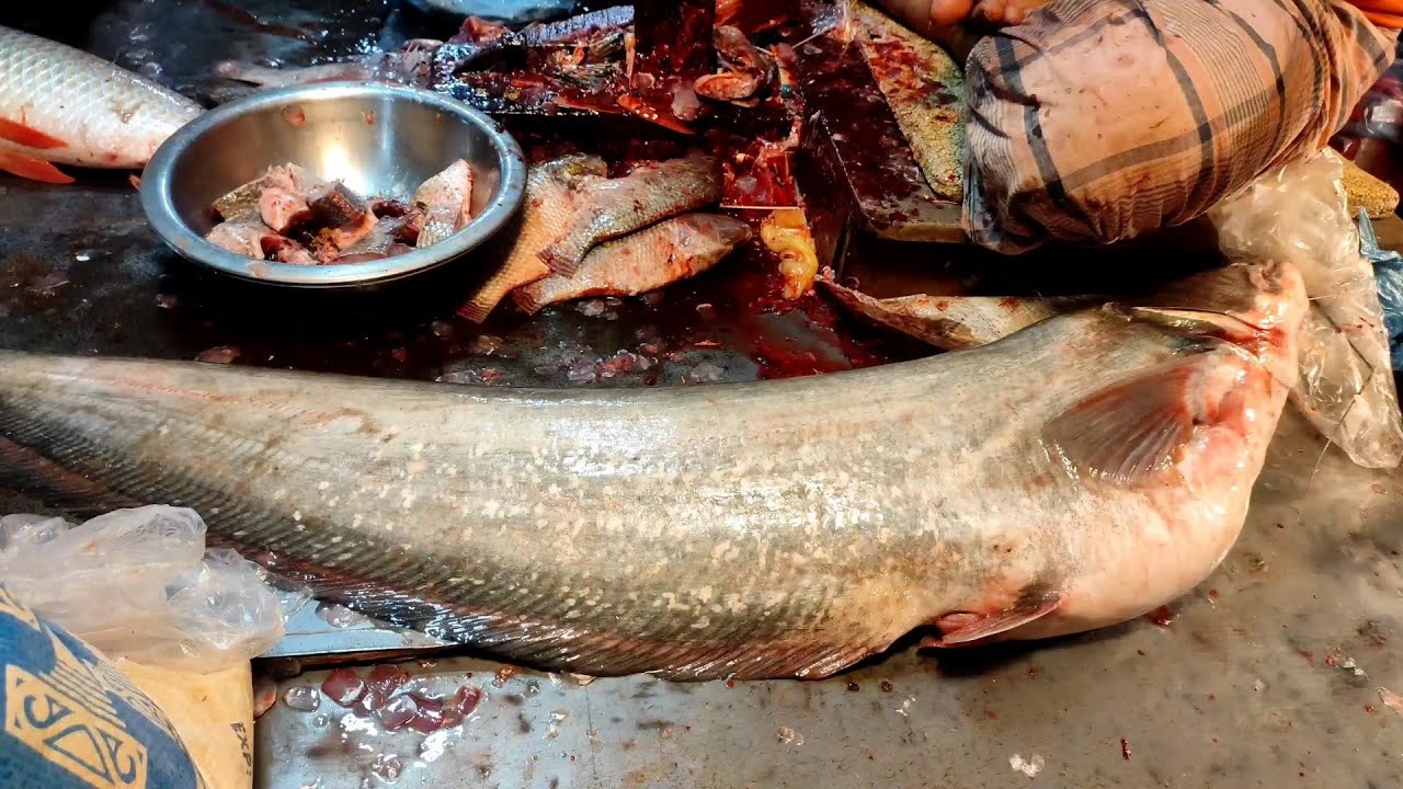 A huge boal fish weighs 15 kg | বিশাল একটা বোয়াল মাছ তার ওজন 15 কেজি ...
