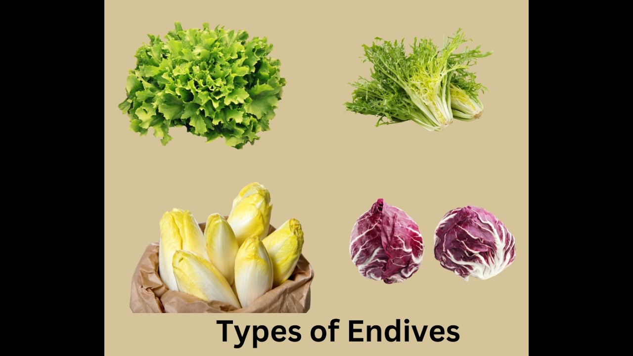 HEALTH BENEFIT OF ENDIVE / ORIGIN OF ENDIVE - YouTube