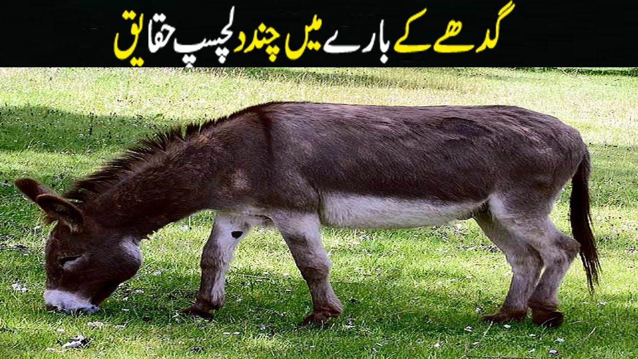 MOST INTRESTING FACTS ABOUT DONKEY IN URDU AND HINDI - YouTube