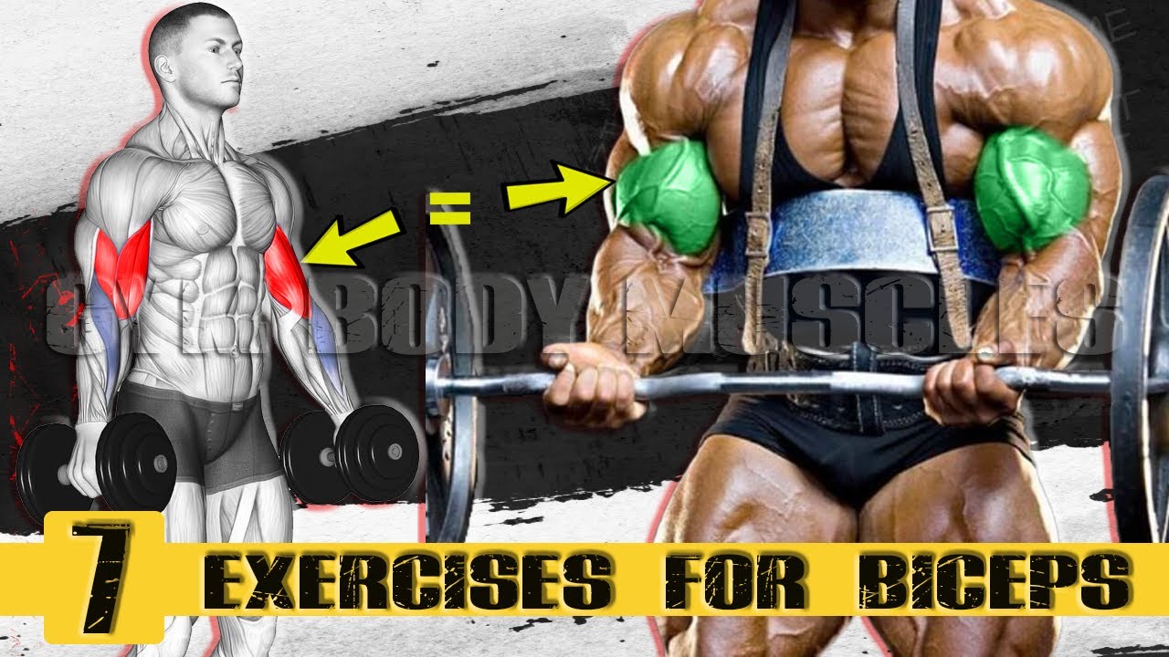 7 Best Biceps Exercises to Build Muscle - Gym Body Muscles - YouTube